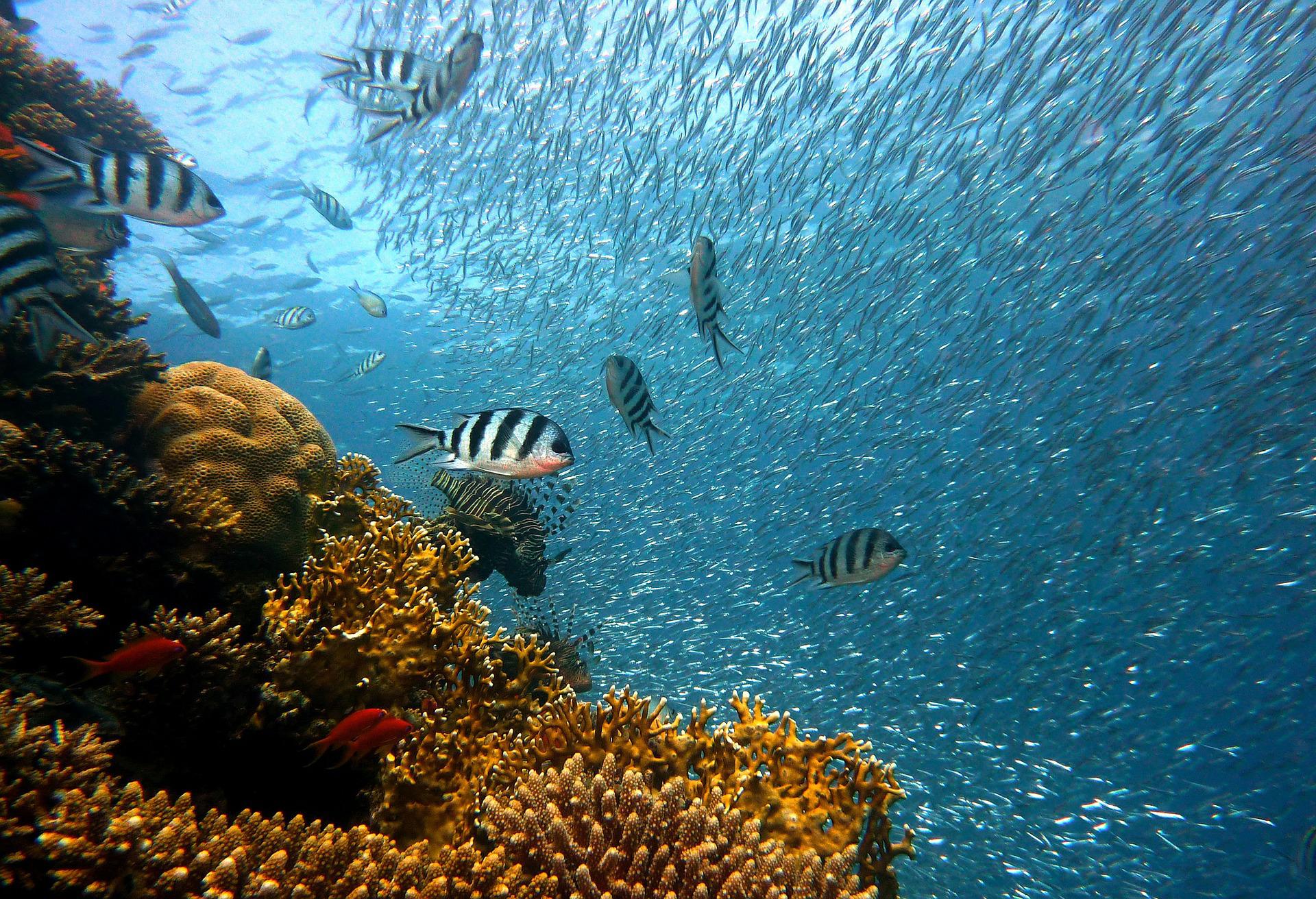 Hope for the Oceans - Spotlight English®